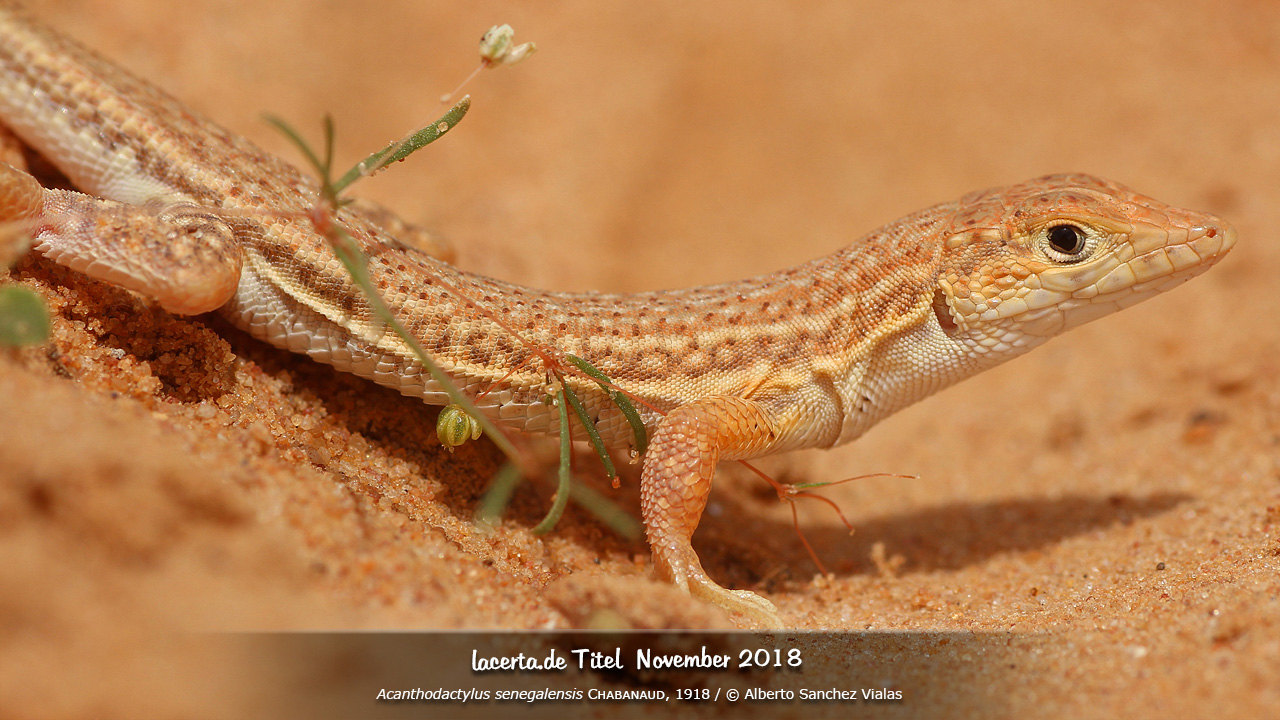 Home [www.lacerta.de]